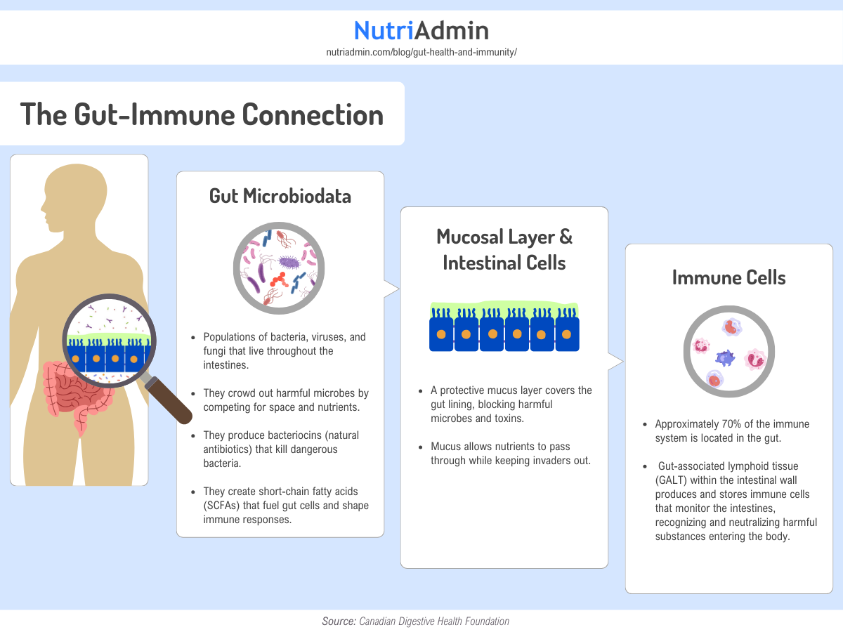 The Connection Between Gut Health and Immunity - NutriAdmin Blog